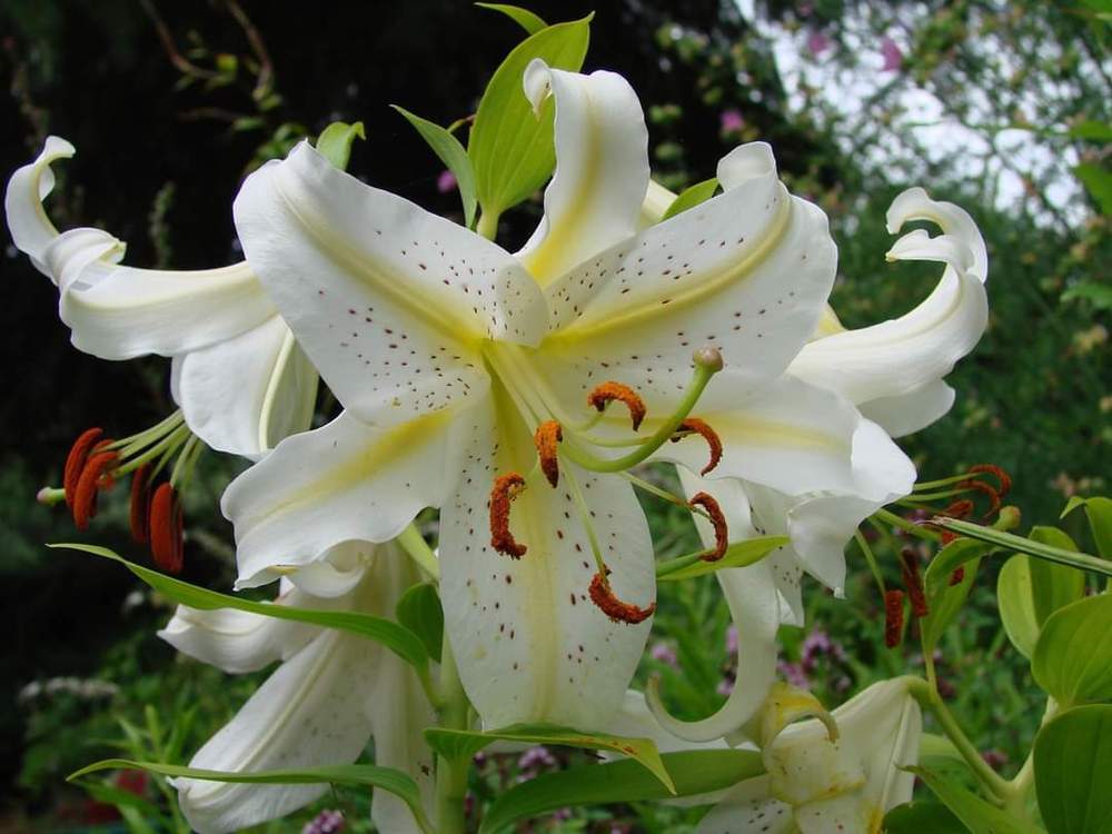 Lily (Lilium 'Garden Party') in the Lilies Database - Garden.org