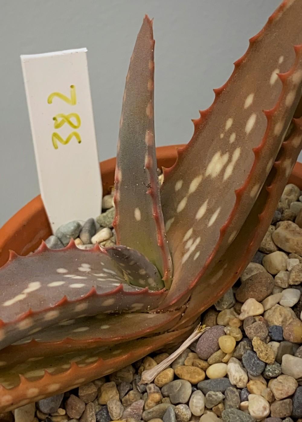 Photo of the leaves of Sinkat Aloe (Aloe sinkatana) posted by ketsui73 ...