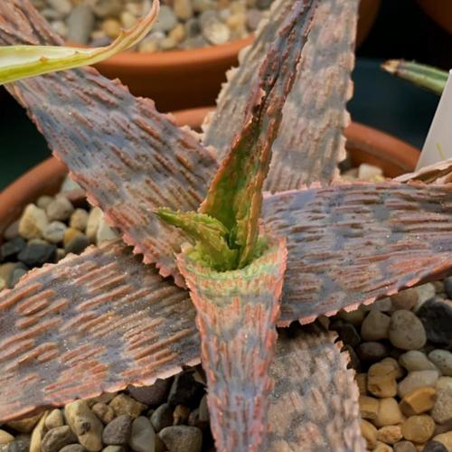 Aloe 'Silver Ridge' in the Aloes Database - Garden.org
