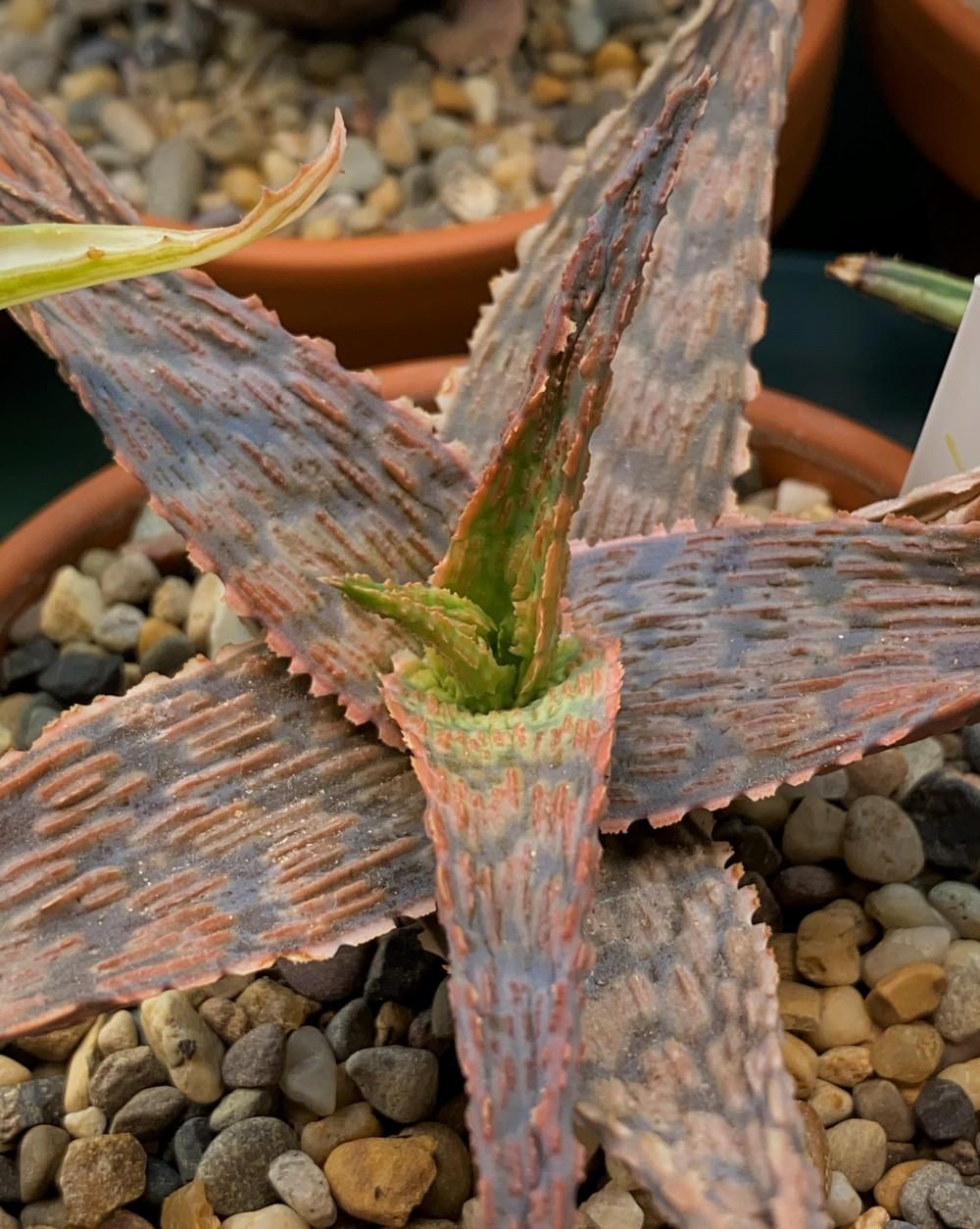 Aloe 'Silver Ridge' in the Aloes Database - Garden.org