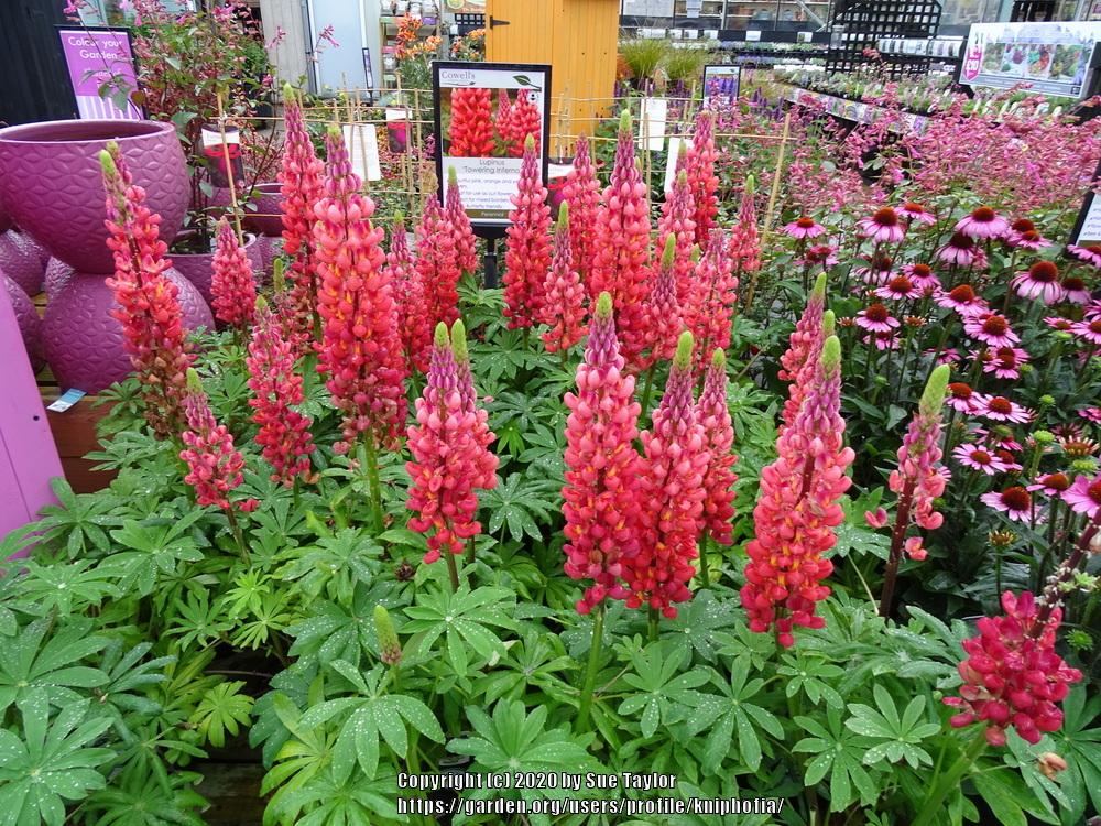 Lupine (Lupinus 'Terracotta') - Garden.org