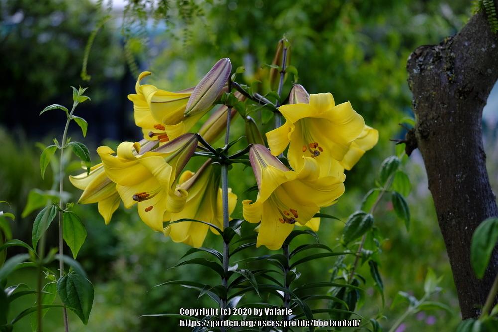 Lily (Lilium Golden Splendor) in the Lilies Database - Garden.org