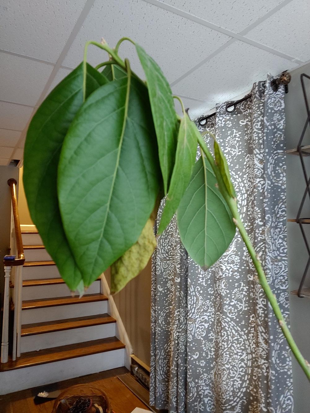 Dying avocado tree in the Ask a Question forum - Garden.org