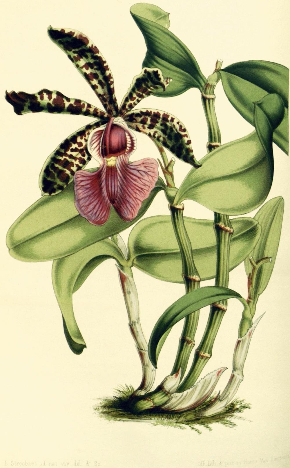 Photo of the documentation of Lady Ackland's Cattleya (Cattleya ...