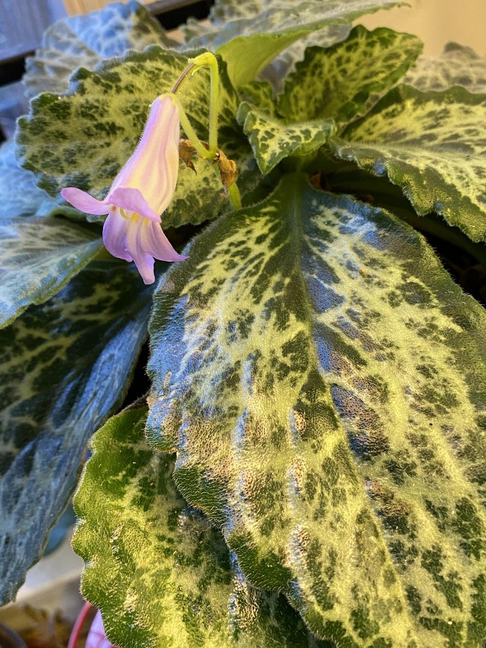 Photo of the entire plant of Chirita (Primulina dryas 'Hisako') posted ...