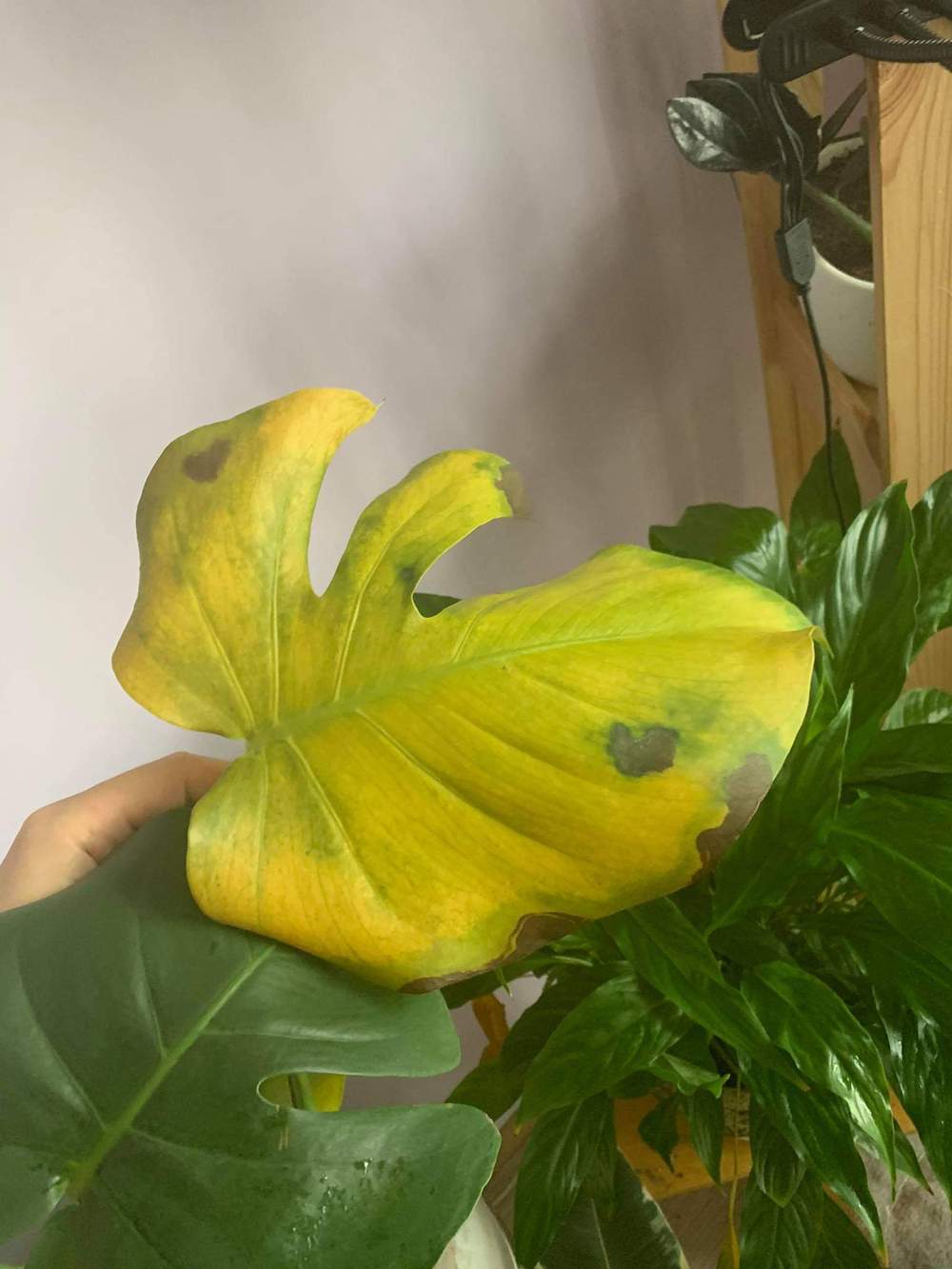 Monstera with yellow leaves in the Ask a Question forum - Garden.org