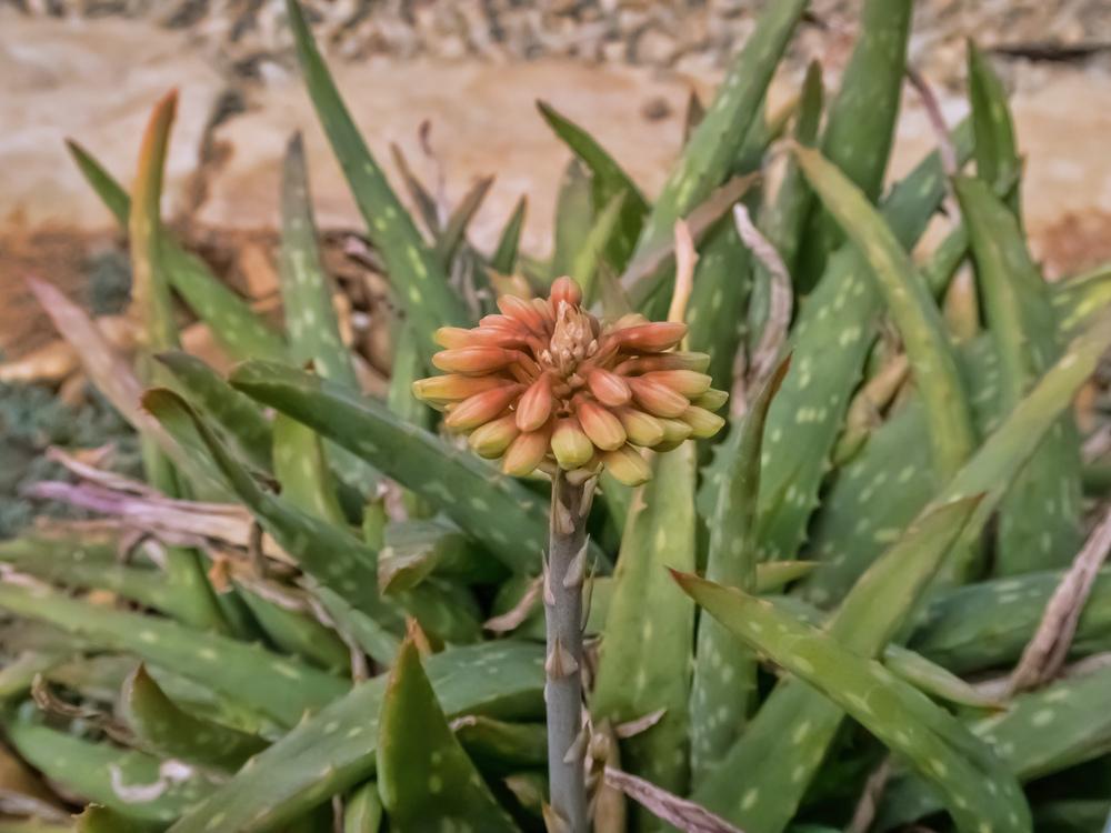 Photo of the entire plant of Sinkat Aloe (Aloe sinkatana) posted by ...