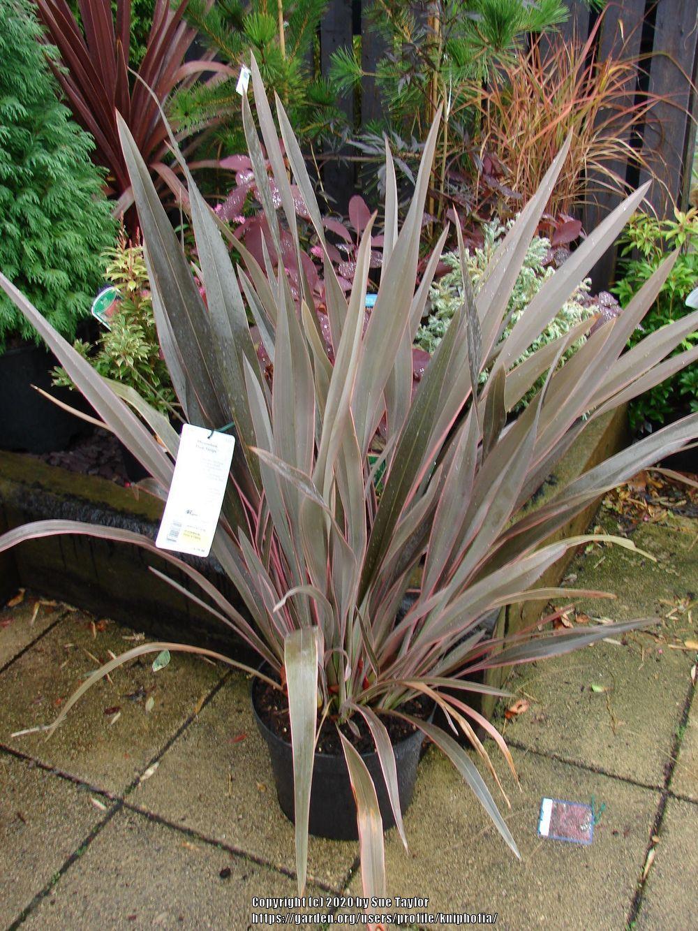 Photo of the entire plant of New Zealand Flax (Phormium tenax 'Pink ...