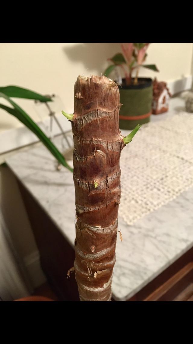 Yucca has soft and spongy stem sections - is it root rot? in the Ask a ...