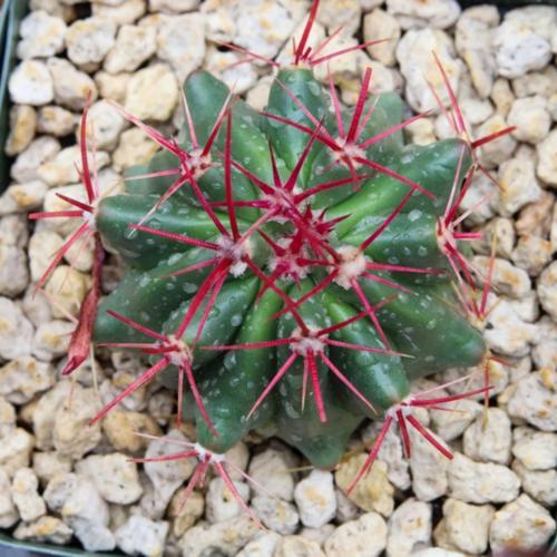 Mexican Fire Barrel (Ferocactus pilosus) - Garden.org