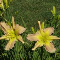Photo of the entire plant of Daylily (Hemerocallis 'Prague Spring ...