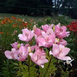 Photo of the entire plant of Lily (Lilium 'Albufeira') posted by Joy ...