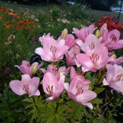 Photo of the entire plant of Lily (Lilium 'Albufeira') posted by Joy ...