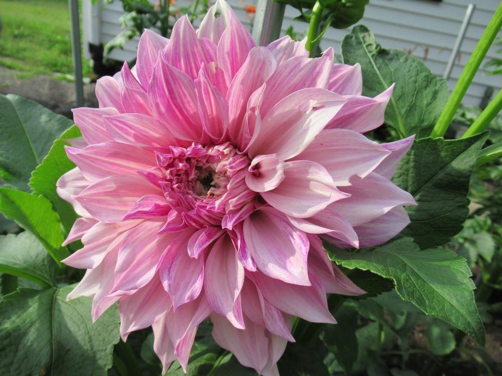 Dahlia 'Cafe au Lait Royale' in the Dahlias Database - Garden.org