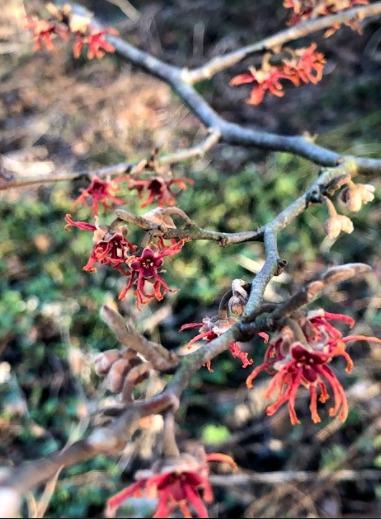 Big Leaf Witch Hazel (Hamamelis ovalis) in the Witch Hazels Database ...
