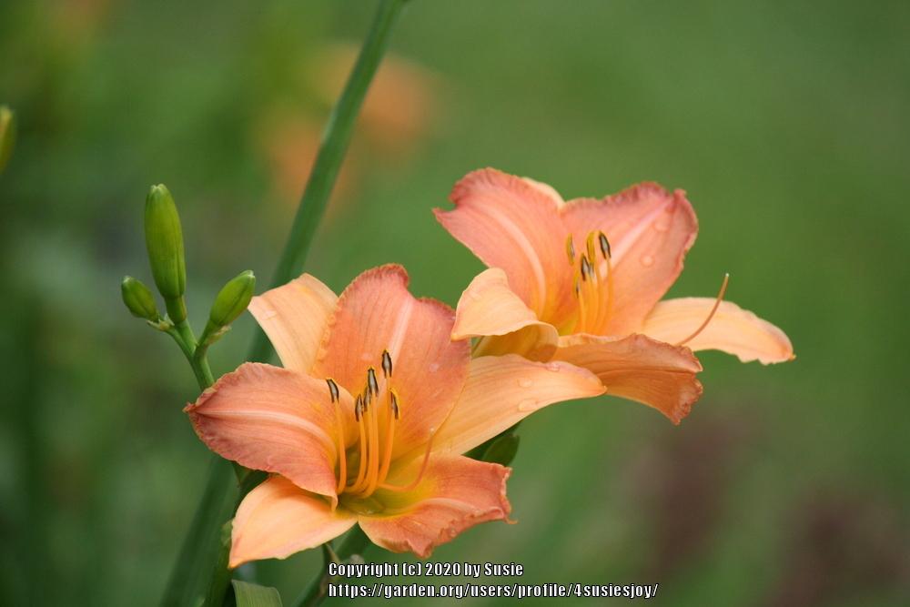 Daylily (Hemerocallis 'Abstract Art') in the Daylilies Database ...