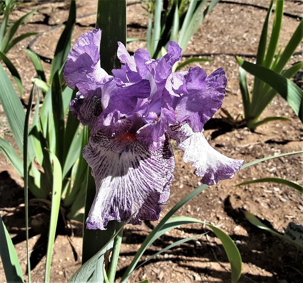 Photo of the bloom of Tall Bearded Iris (Iris 'Splatter Art') posted by ...