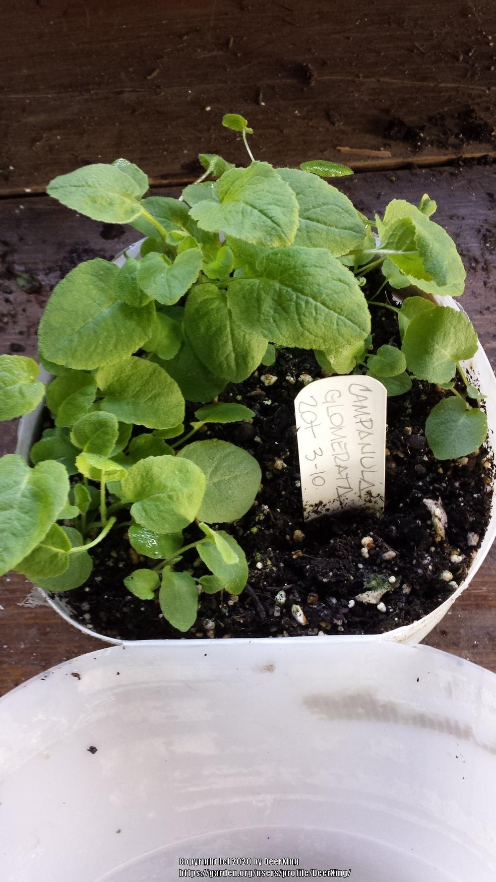 Photo of the seedling or young plant of Clustered Bellflower (Campanula ...