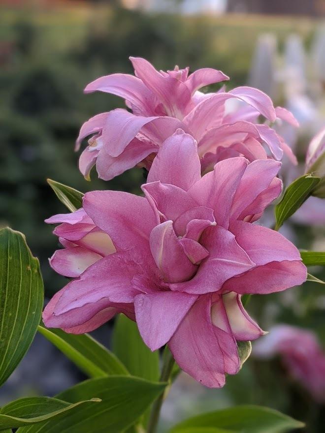 Lily (Lilium 'Editha') in the Lilies Database - Garden.org
