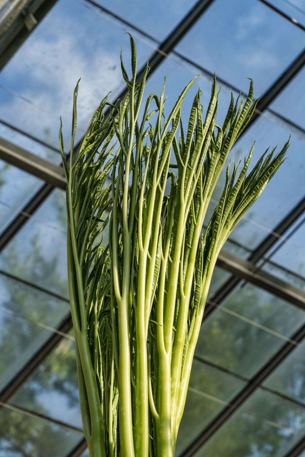 Amorphophallus: Plant Care and Collection of Varieties - Garden.org
