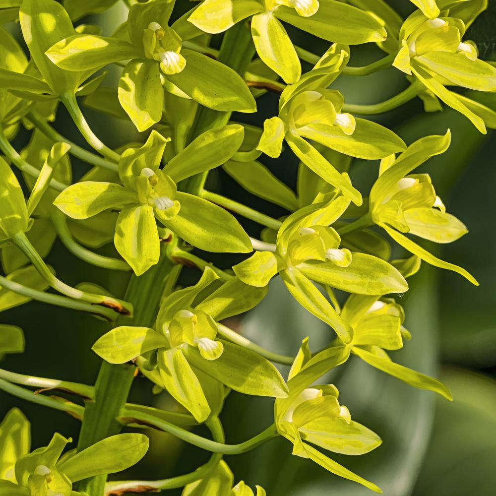 Photo of the bloom of Bell Orchid (Grammatophyllum scriptum) posted by ...