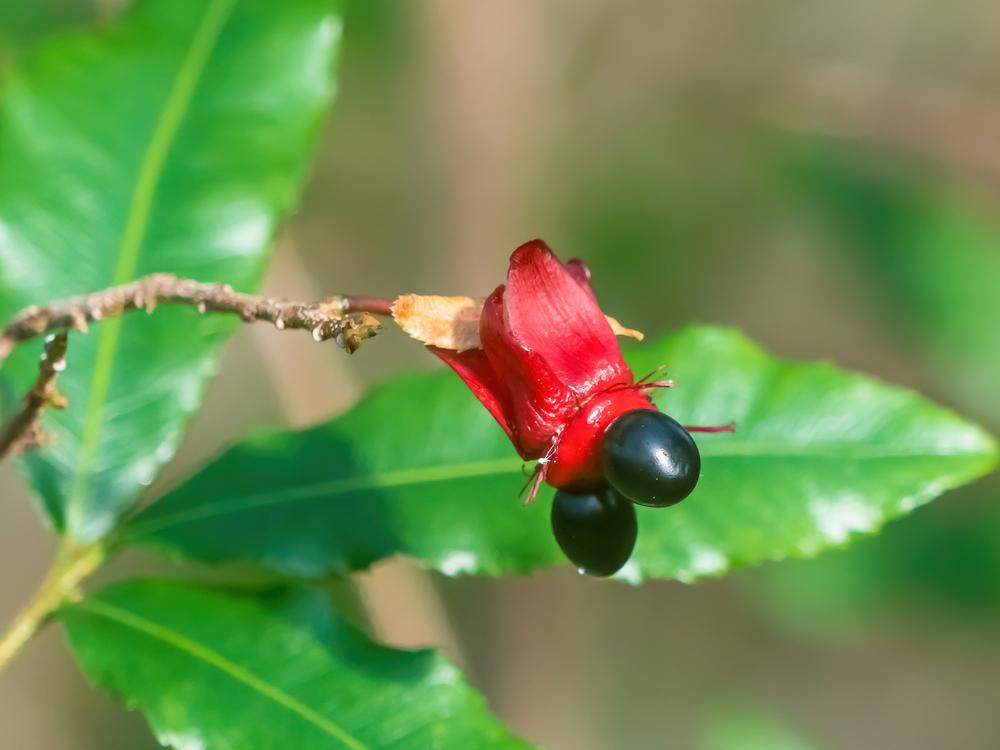 Mickey Mouse Plant (Ochna multiflora) - Garden.org