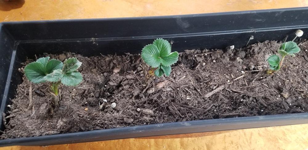 DEAD OR ALIVE Strawberry Bare Roots in the Ask a Question forum ...