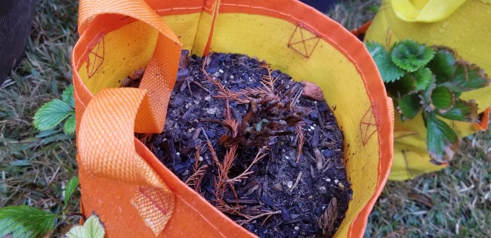 DEAD OR ALIVE Strawberry Bare Roots in the Ask a Question forum ...