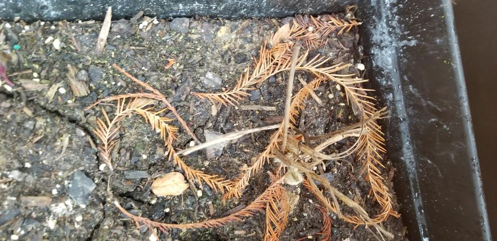 DEAD OR ALIVE Strawberry Bare Roots in the Ask a Question forum ...