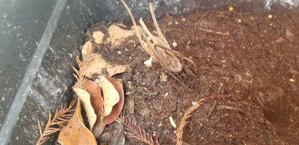 DEAD OR ALIVE Strawberry Bare Roots in the Ask a Question forum ...