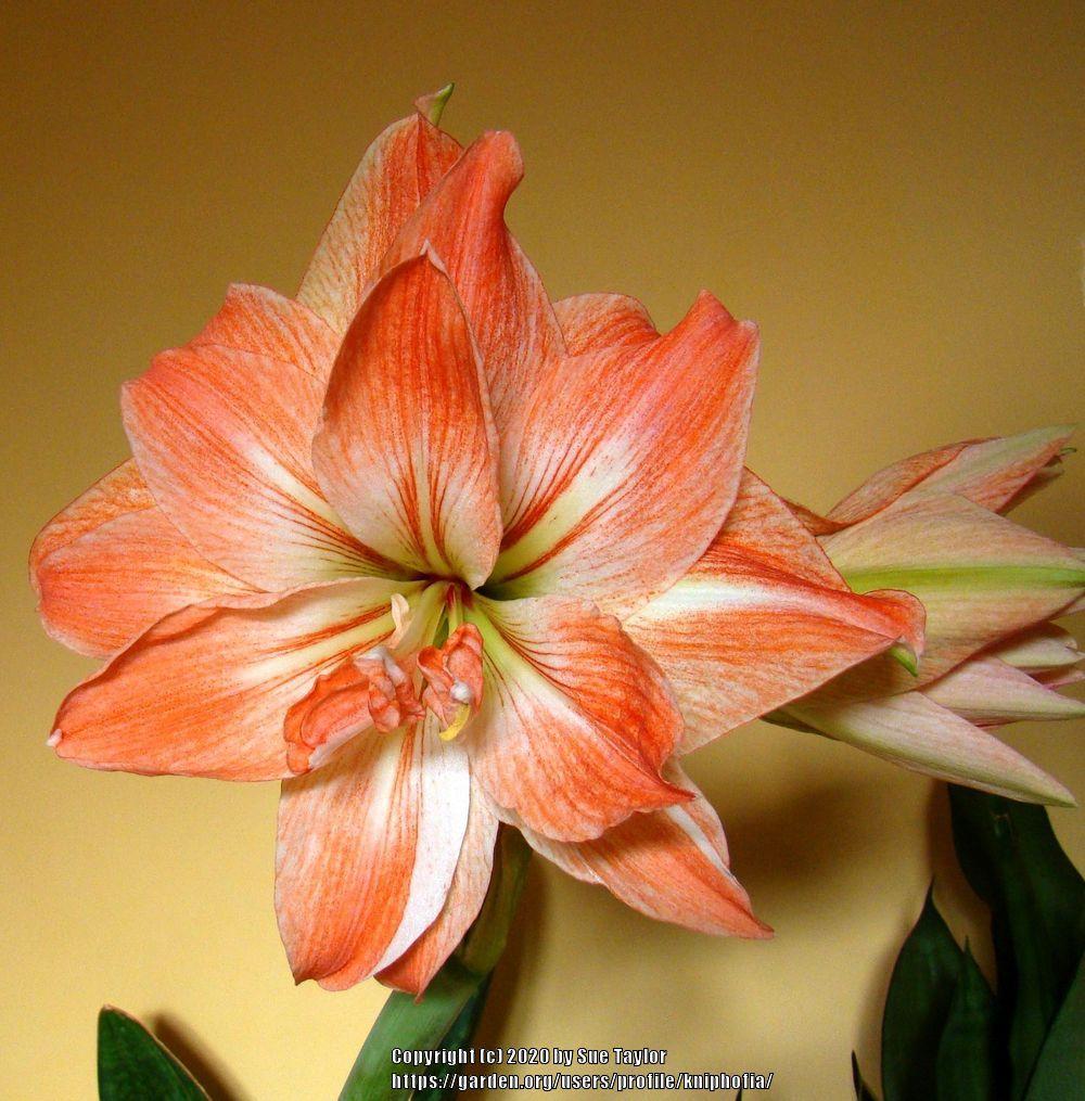 Photo of the bloom of Amaryllis (Hippeastrum 'Lady Jane') posted by ...