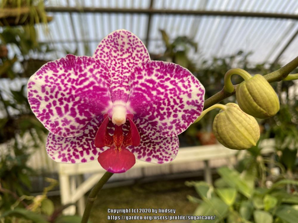 Orchid (Phalaenopsis Leopard Prince) - Garden.org