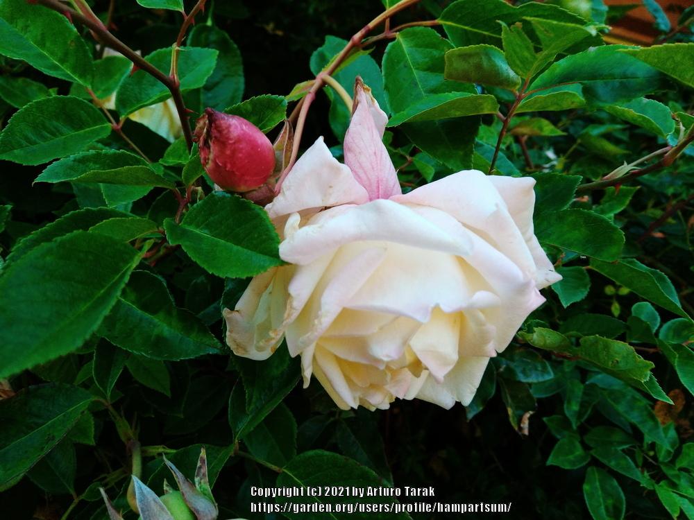 Rose (Rosa 'Marie Van Houtte, Cl.') in the Roses Database - Garden.org