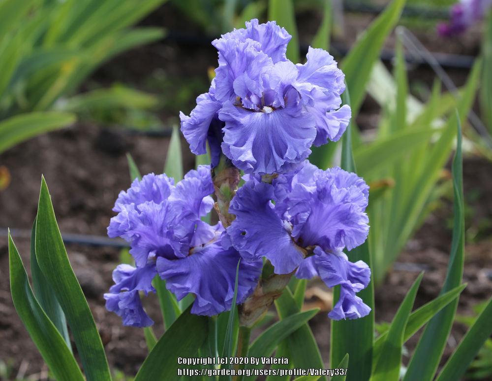Photo of the bloom of Tall Bearded Iris (Iris 'Bubbling Waves') posted ...