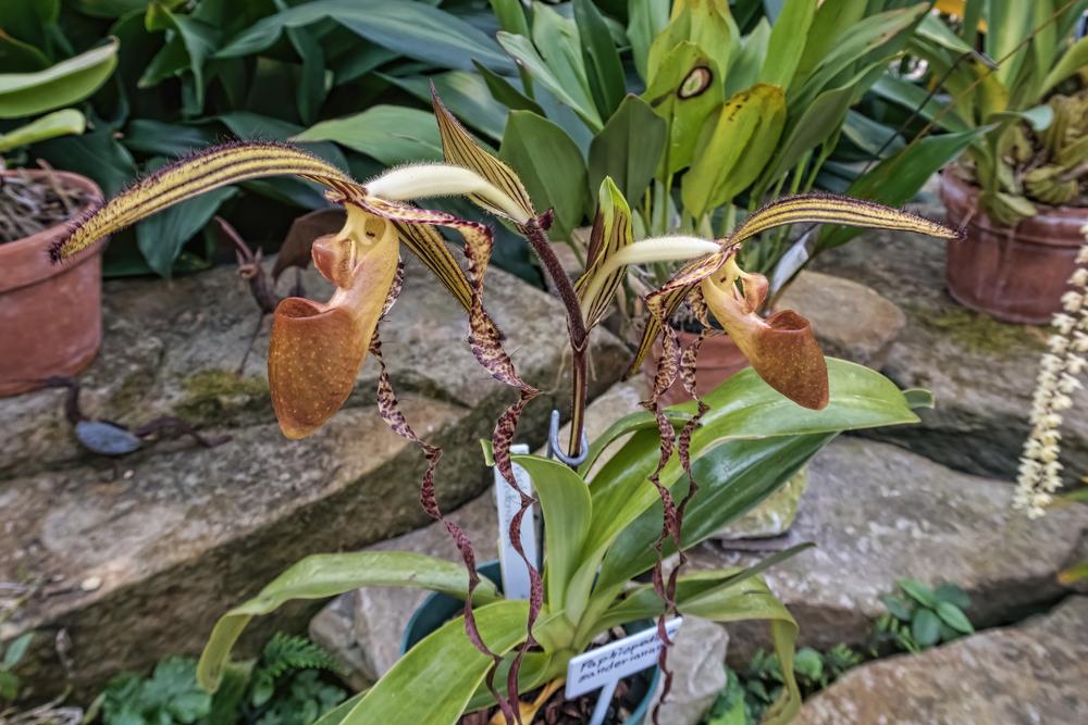 Photo of the entire plant of Sander's Paphiopedilum (Paphiopedilum ...