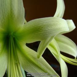 Amaryllis (Hippeastrum 'Evergreen') in the Amaryllis Database - Garden.org