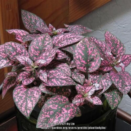 Polka Dot Plant (Hypoestes phyllostachya Hippo™ Rose) - Garden.org