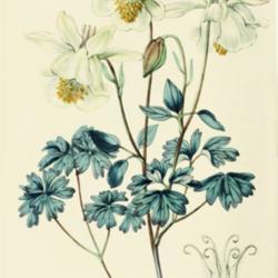 Sweet-Scented Columbine (Aquilegia fragrans) in the Columbines Database ...