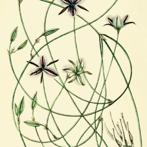 Tangled Fringe Lily (Thysanotus dichotomus) - Garden.org