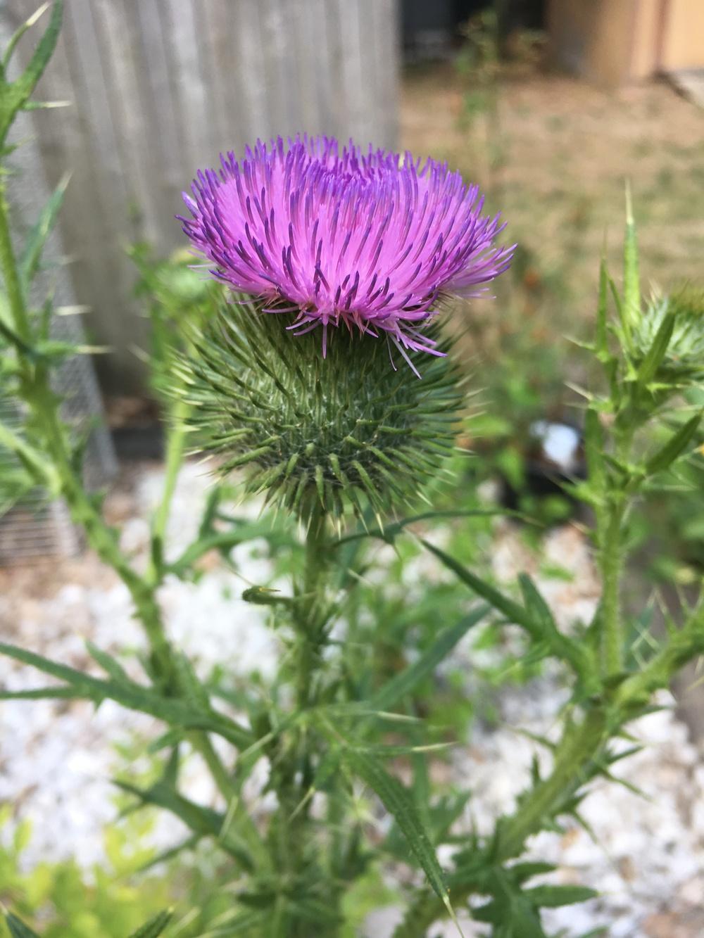 Infestation of bull thistle in the Ask a Question forum - Garden.org