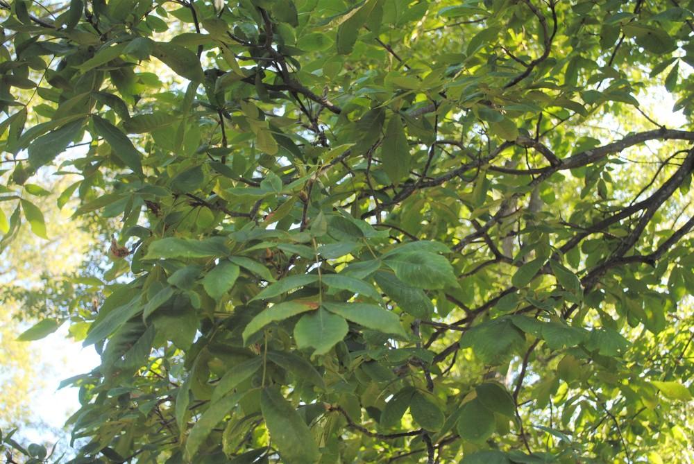 Photo of the leaves of Mockernut Hickory (Carya alba) posted by ILPARW ...