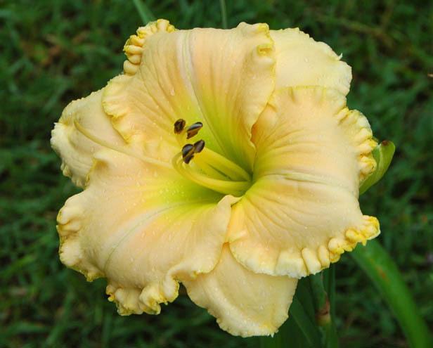 Daylily (Hemerocallis 'Minstrel Singer') in the Daylilies Database ...