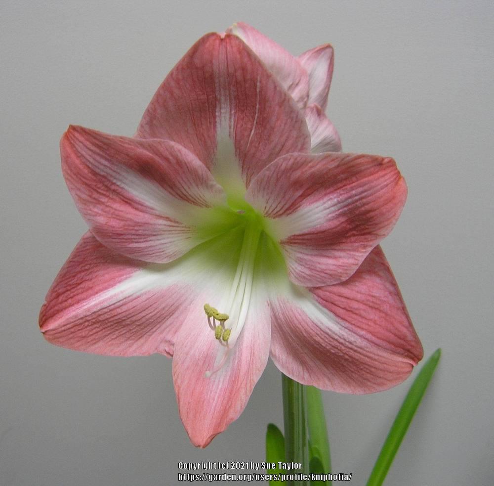 Amaryllis (Hippeastrum 'Pink Impression') in the Amaryllis Database ...