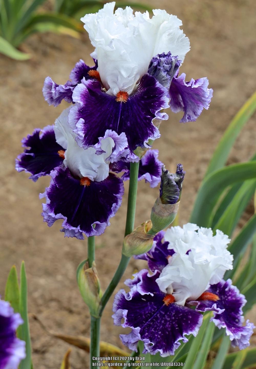 Photo of the bloom of Tall Bearded Iris (Iris 'Split Ticket') posted by ...