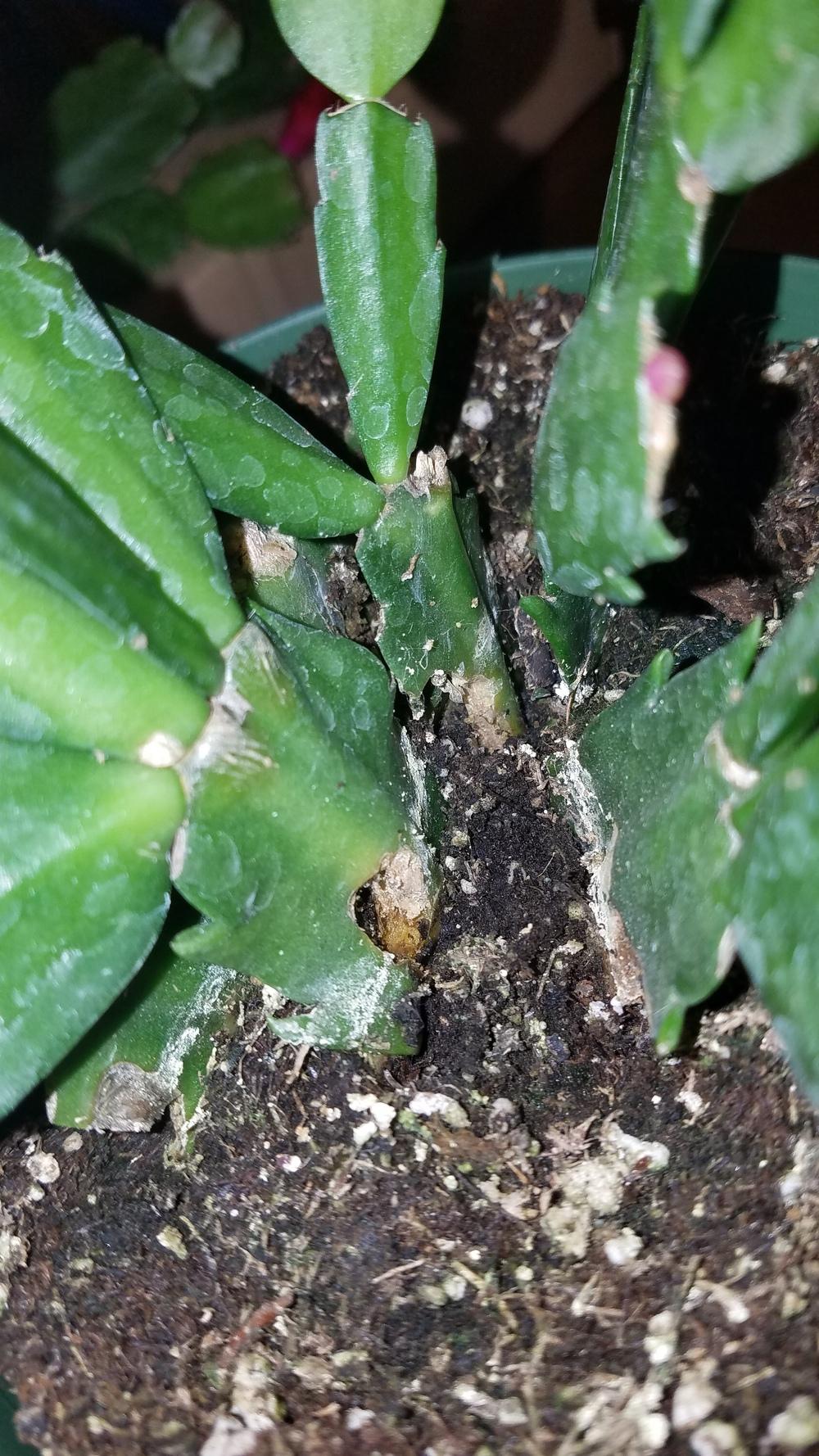 Christmas cactus- WORMS 🤢 in the Houseplants forum - Garden.org