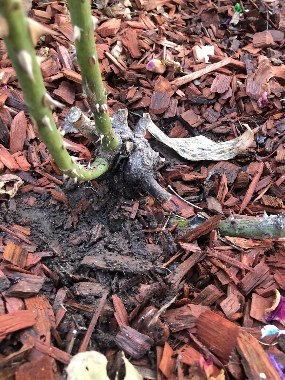 Rose Rot? in the Roses forum - Garden.org