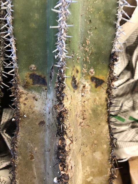 Sick Cactus ? - What To Do in the Cactus and Succulents forum - Garden.org
