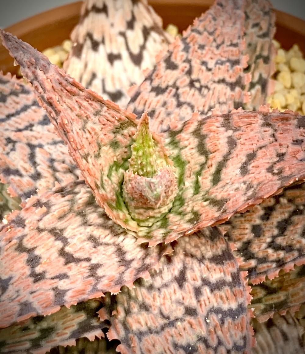 Aloe 'Cleopatra' in the Aloes Database - Garden.org
