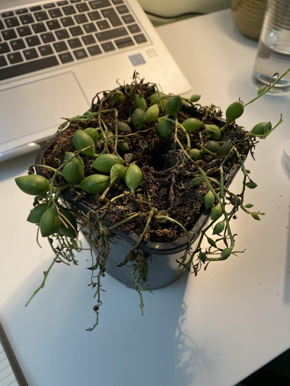 Gifted a dying string of pearls plant in the Houseplants forum - Garden.org