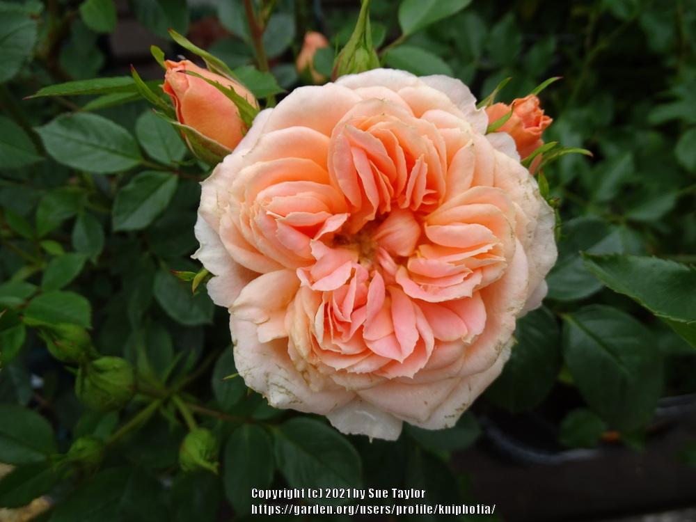 Photo of the bloom of Rose (Rosa 'Sweet Dream') posted by kniphofia ...
